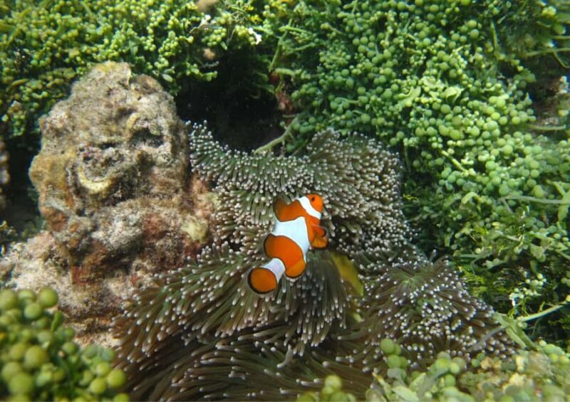 Snorkelling & islandhopping tour Karimunjawa (sharing tour) - FAQ