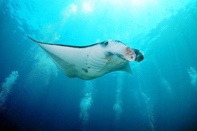 Snorkelling with Manta Rays at Nusa Penida and Lembongan - An In-Depth Look at the Snorkeling Experience