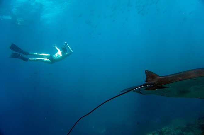 Snorkelling with Manta Rays at Nusa Penida and Lembongan - FAQ