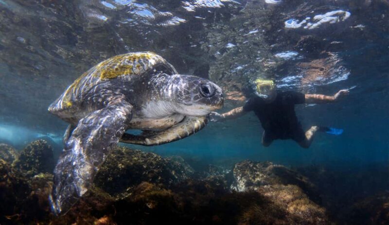 Snorkelling with Turtles at Cook Island Marine Rserve - Key Points