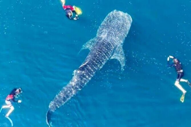 Snorkling with whale shark in teluk saleh min 2 person - Key Points