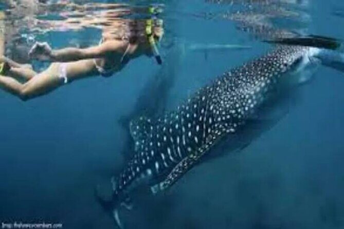 Snorkling with whale shark in teluk saleh min 2 person - The Whale Shark Encounter: The Heart of the Tour