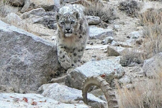 Snow Leopard Trek in Ladakh - The Itinerary: What You Can Expect from Each Day