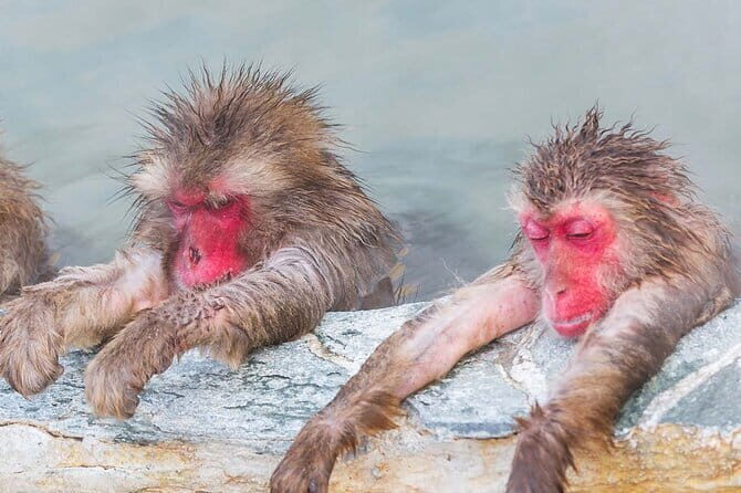 Snow Monkey and Shibu Onsen Afternoon Group Tour from Myoko Kogen - In-Depth Review of the Tour Experience