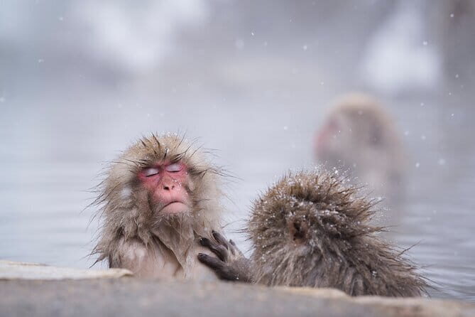 Snow Monkey, Hokusai & Sake: A Perfect Day in Nagano - Exploring Nagano: A Complete Day of Snow Monkeys, Art, and Culture