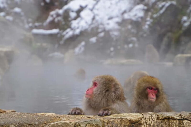Snow Monkey, Hokusai & Sake: A Perfect Day in Nagano - Final Thoughts