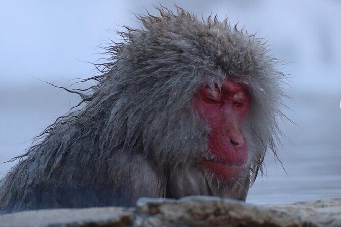 Snow Monkey Nagano Day Tour by Car English Driver in Person Guide - What Makes This Tour Stand Out