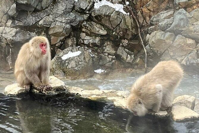 Snow Monkey Nagano Day Tour by Car English Driver in Person Guide - Why Travelers Should Consider This Tour