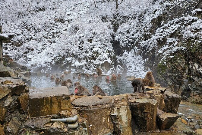 Snow Monkey Nagano One Day Private Tour with English Guide. - Exploring the Snow Monkey Nagano One Day Private Tour: A Practical, Authentic Experience