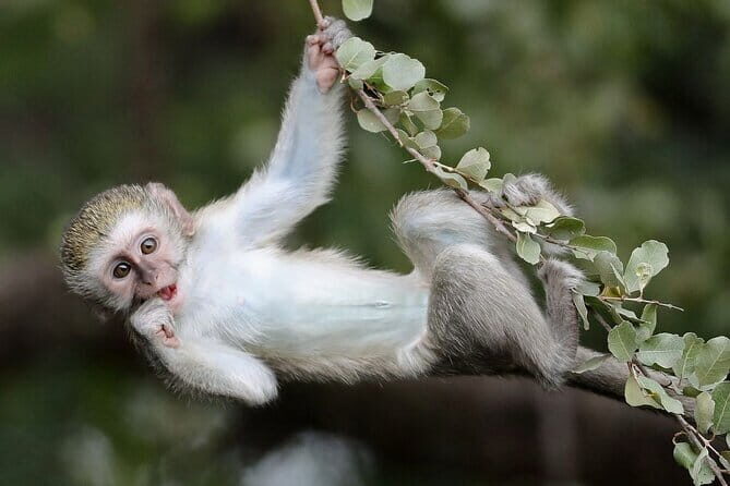 Snow Monkey Nagano One Day Private Tour with English Guide. - FAQ