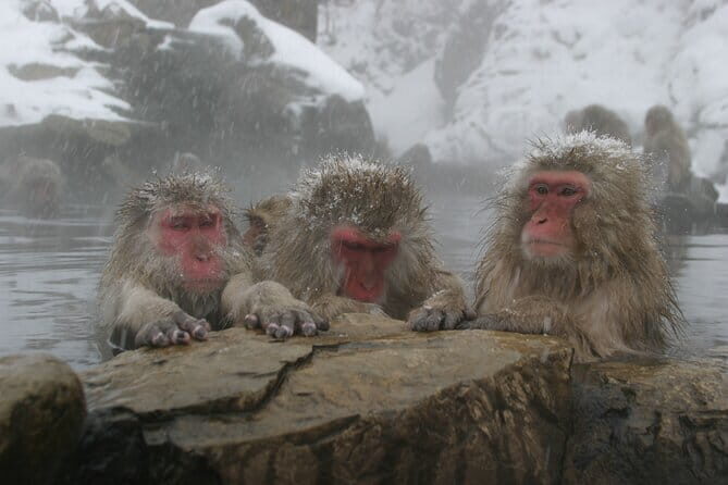 Snow Monkey Park and Miso Production Tour Bullet Train from Tokyo - Practical Details and What to Expect