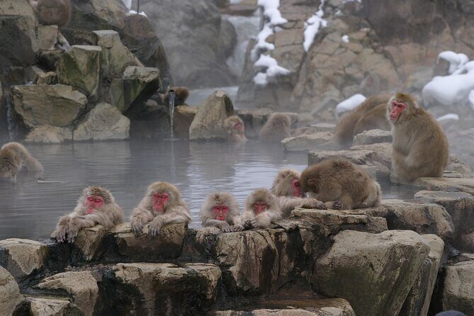 Snow Monkey Park & Miso Production Day Tour from Nagano - Authentic Experiences and Impact