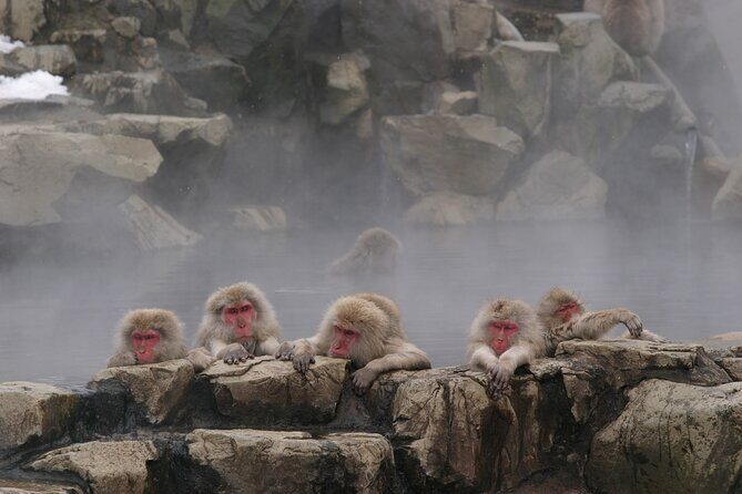 Snow Monkey Park & Miso Production Day Tour from Nagano - Who Should Consider This Tour?
