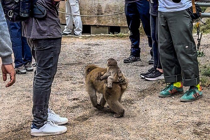Snow Monkey Park Private Tour from Tokyo with licensed guide - Optional Relaxation at Yudanaka Onsen