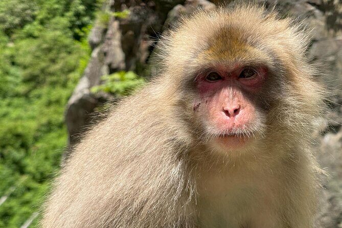 Snow Monkey Park, Soba Lunch and Shibu Onsen Tour - FAQ