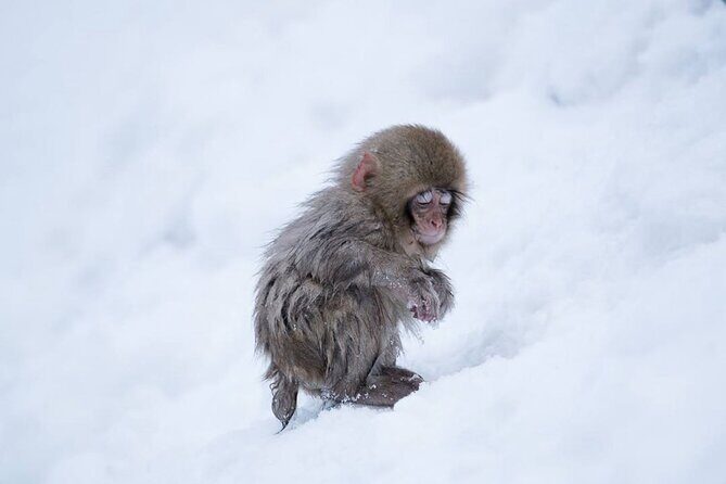 Snow Monkey Park & Zenkoji Temple Nagano Pvt. Full Day Tour. - What the reviews reveal about the experience