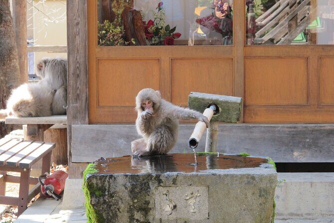 Snow Monkey & Shibu Onsen Private Tour (Nagano, Myoko, Madarao) - Key Points