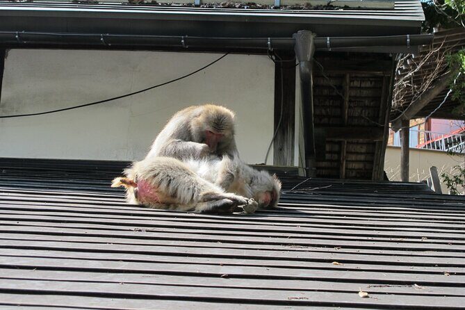 Snow Monkey & Shibu Onsen Private Tour (Nagano, Myoko, Madarao) - The Itinerary in Detail