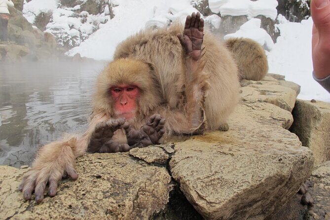 Snow Monkey & Shibu Onsen Private Tour (Nagano, Myoko, Madarao) - Practical Details