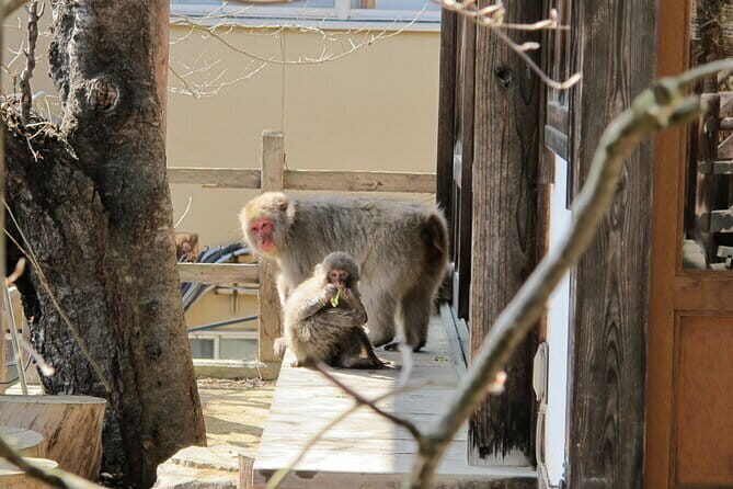 Snow Monkey & Shibu Onsen Private Tour (Nagano, Nozawa, Myoko) - The Itinerary: From Snow Monkeys to Historic Hot Springs