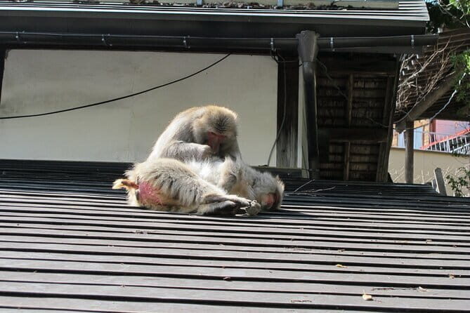 Snow Monkey & Shibu Onsen Private Tour (Nagano, Nozawa, Myoko) - Authentic Experiences That Stick With You