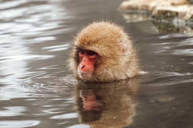 Snow Monkeys Sake Tasting Zenko-ji and Monzen Terrace Lunch - Zenko-ji Temple: Sheltering in Tranquil Spirituality