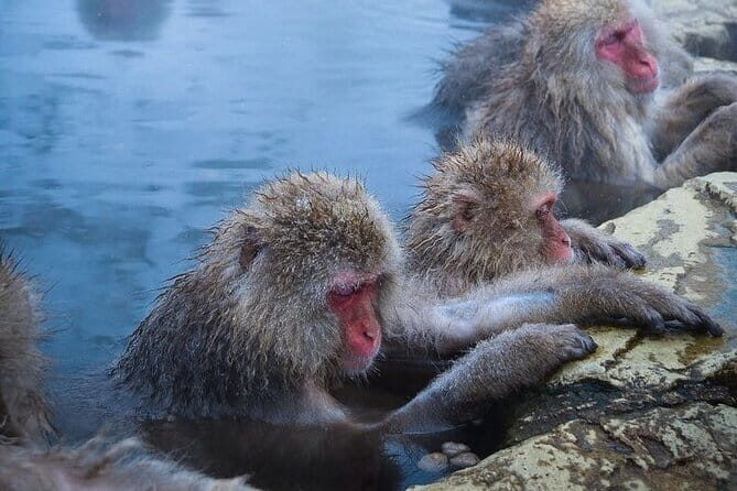 Snow Monkeys Sake Tasting Zenko-ji and Monzen Terrace Lunch - Practical Details: Transport, Duration, and Value