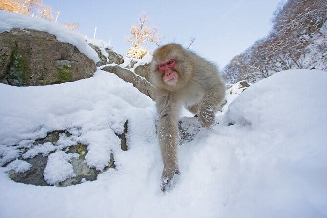 Snow Monkeys Sake Tasting Zenko-ji and Monzen Terrace Lunch - FAQ
