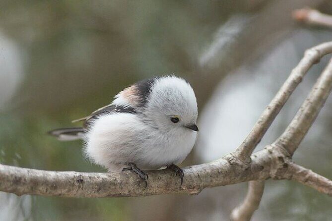 Snow View Rafting with Watching Wildlife in Chitose River - FAQs