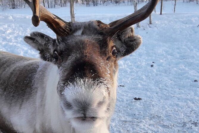 Snowmobile Safari to Lake Inari, meet & feed Reindeers, Lunch - Final Thoughts