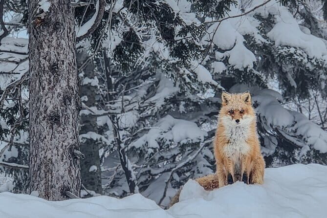 Snowshoe Adventures and Onsen Bliss Winter Escape in Furano - Authentic Experiences and Authenticity