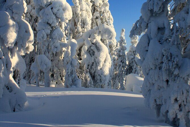 Snowshoe in a Winter Forest - The Sum Up