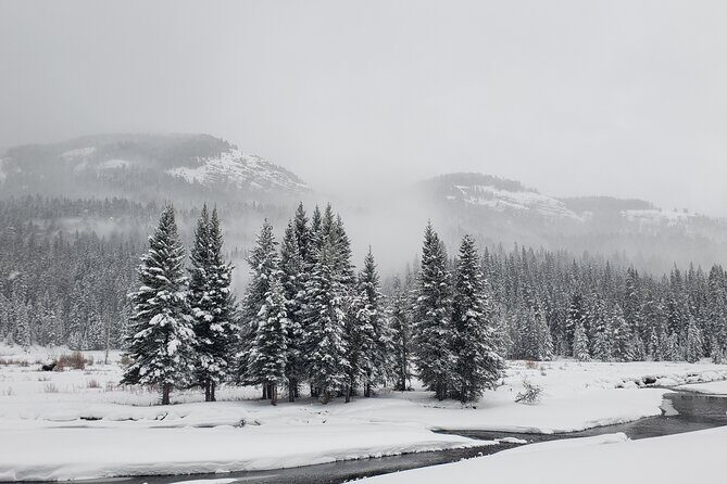 Snowshoe or XC Ski in North Yellowstone (Half Day) - What Makes This Tour Stand Out