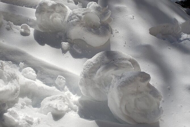 Snowshoe or XC Ski in North Yellowstone (Half Day) - Pricing and Value