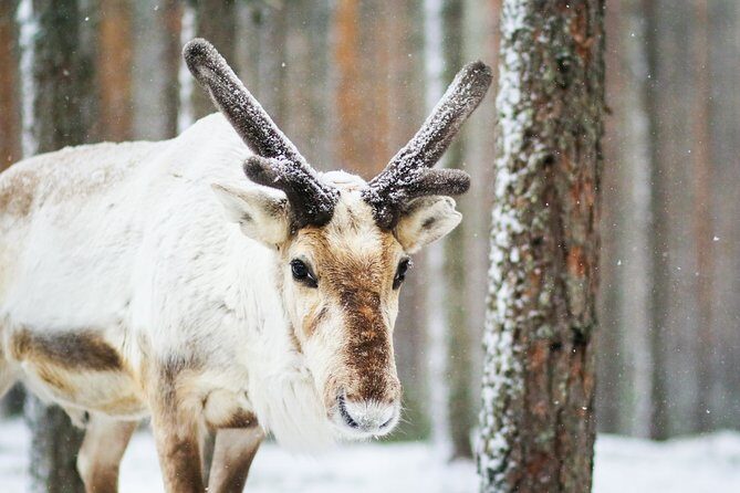 Snowshoe Trip in the Forest - FAQ