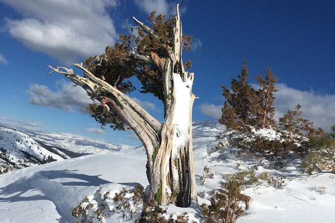 Snowshoeing Nordic from Reno - Authentic Visitor Perspectives