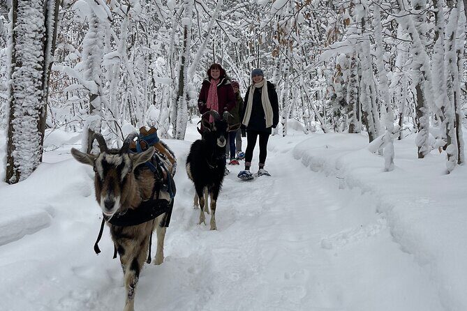 Snowshoeing with mountain goats Private activity - Introduction: A Unique Quebec Adventure