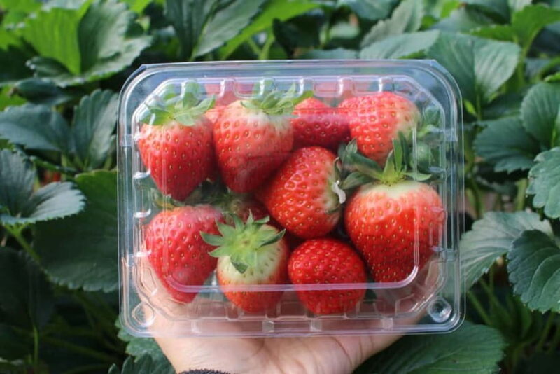 Snowy Land, Alpaca World, and Strawberry Picking - An Overview of the Tour Experience