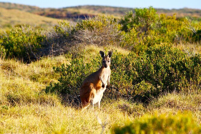 Snowy Mountains NSW Private Tour 3 Days - Pick up & Drop off - FAQs