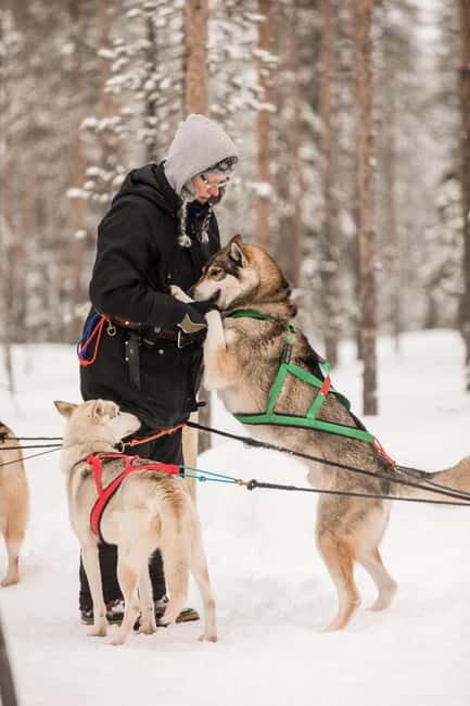 Snowy Trails Husky Safari (5 Km) - Snowy Trails Husky Safari (5 Km) — An Authentic Arctic Adventure