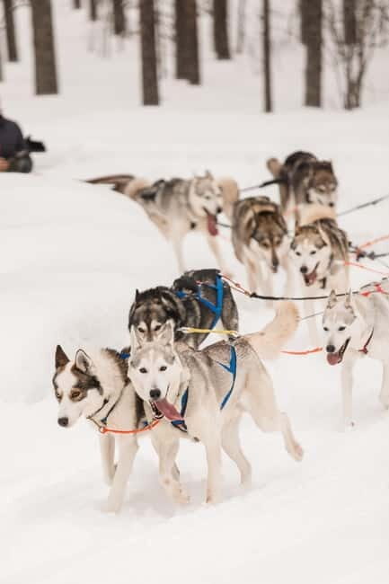 Snowy Trails Husky Safari (5 Km) - Key Points