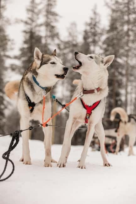 Snowy Trails Husky Safari (5 Km) - Deep Dive into the Itinerary