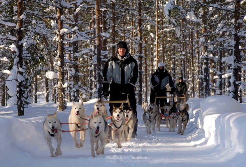 Snowy Trails Husky Safari (5 Km) - Weighing the Value