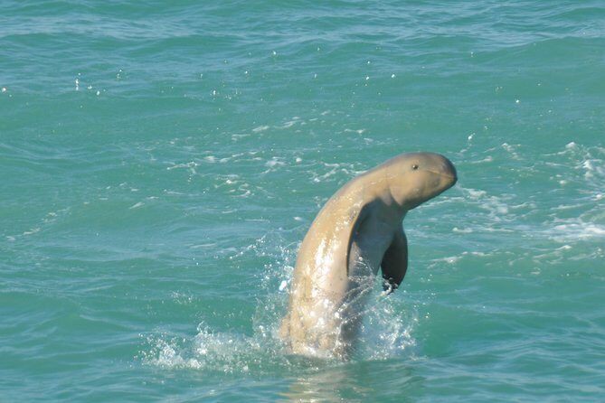 Snubfin Dolphin Eco Cruise from Broome - The Experience: What It’s Really Like