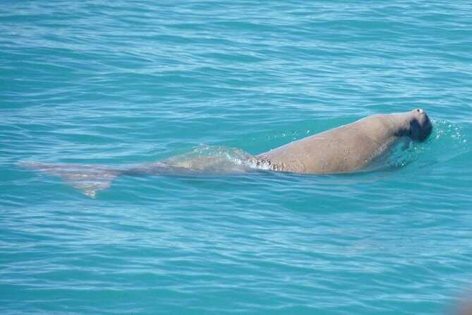 Snubfin Dolphin Eco Cruise from Broome - In-Depth Look at the Itinerary