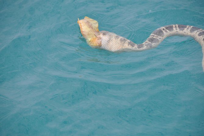 Snubfin Dolphin Eco Cruise from Broome - Who Would Love This Tour?