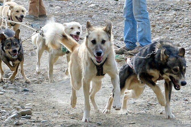 Snuggle Puppies and Learn about the Iditarod - The Sum Up: Is This Tour Right for You?