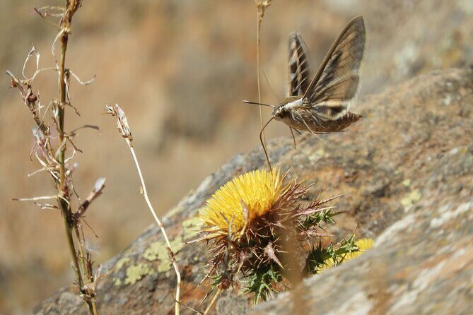 Soar like a bird over the Costa del Sol ecological tour with a natural spring - The Sum Up