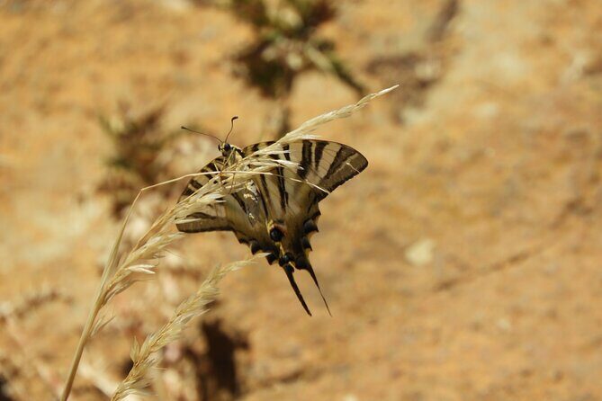 Soar like a bird over the Costa del Sol ecological tour with a natural spring - FAQ