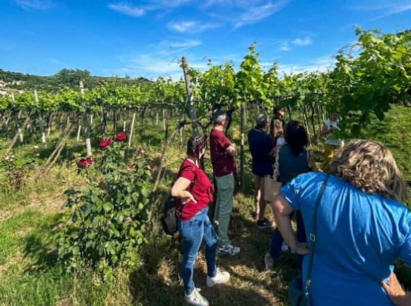 Soave: Wine Tasting and Vineyard Tour in Historical Centre - Price and Value